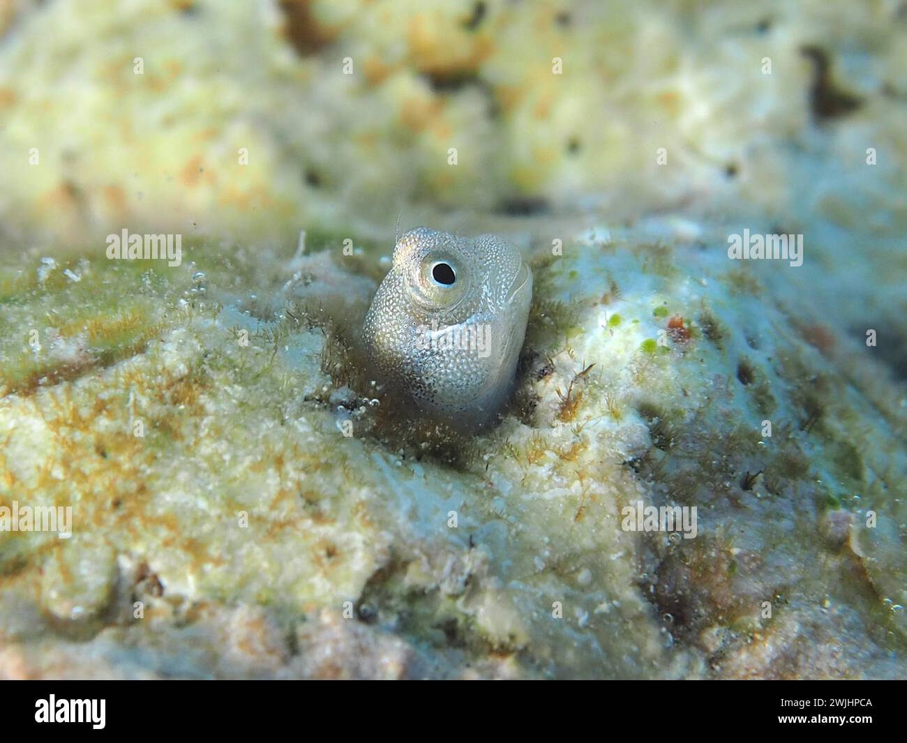 A tiny blue-bellied combfish (Alloblennius pictus), bonefish, looks out ...