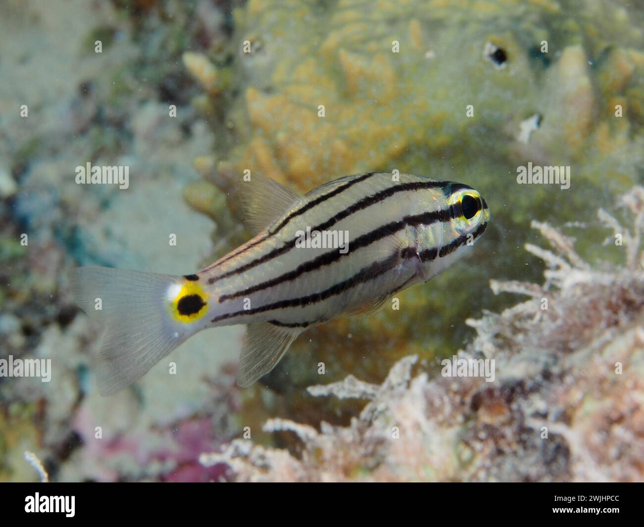 Five-striped cardinalfish (Cheilodipterus quinquelineatus), dive site ...