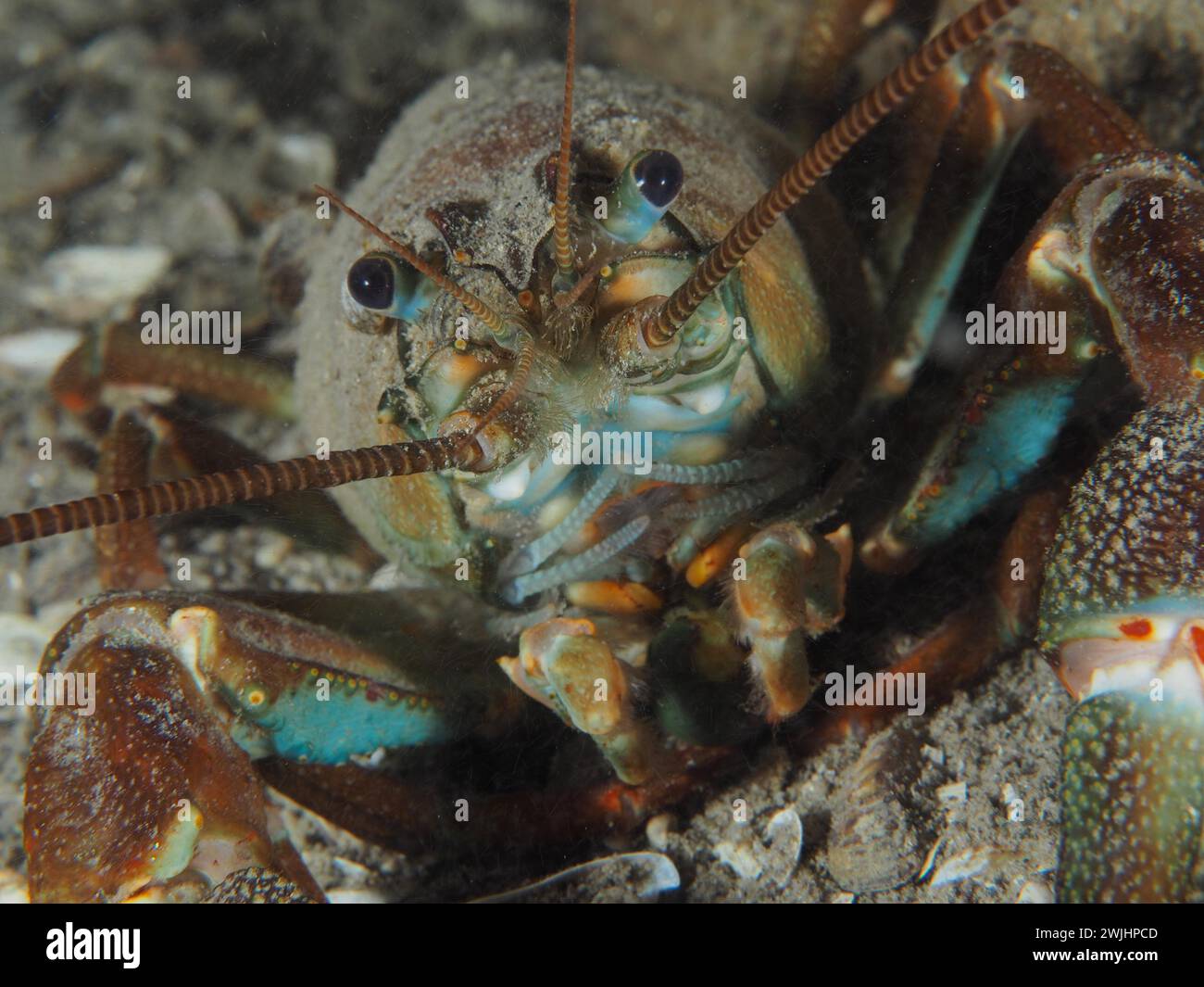 Portrait of signal crayfish (Pacifastacus leniusculus), American ...
