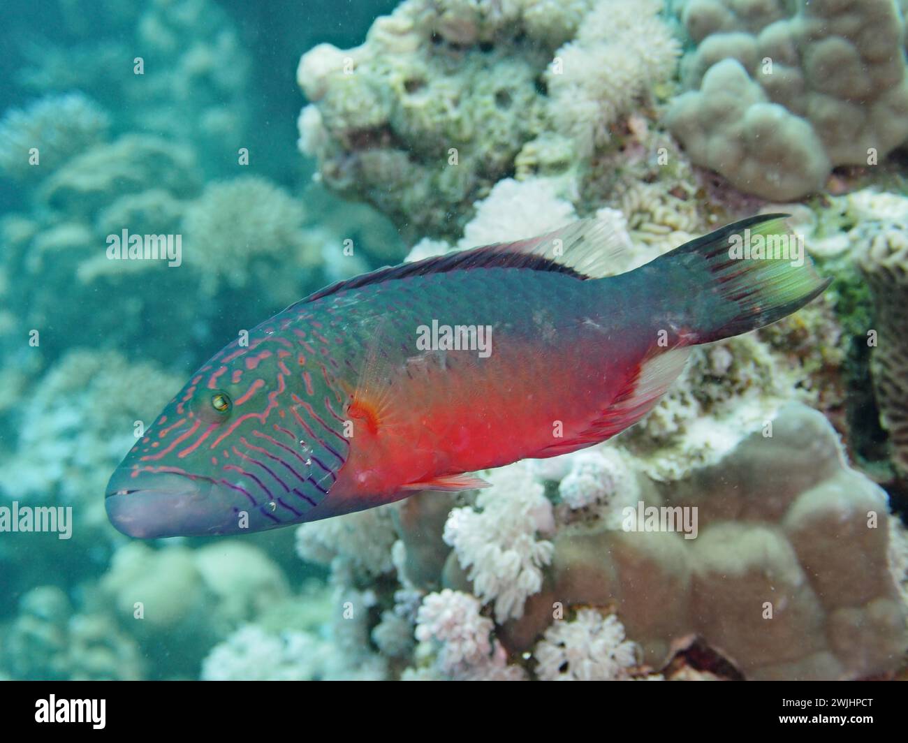 Cheek stripe wrasse (Oxycheilinus diagrammus), wrasse, dive site House ...