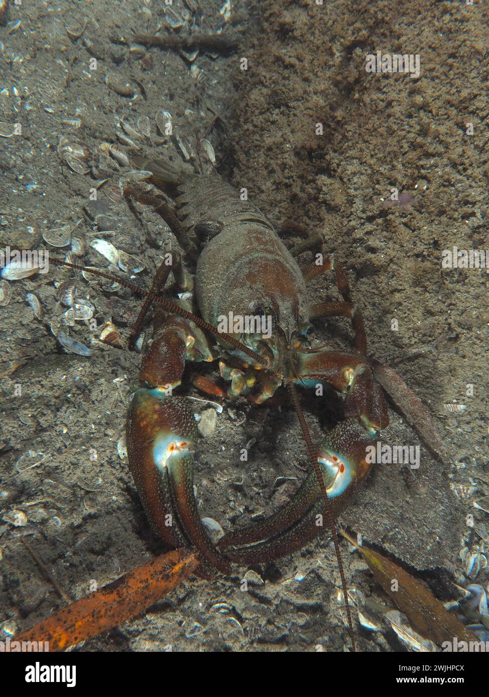 Signal crayfish (Pacifastacus leniusculus), American crayfish, invasive ...