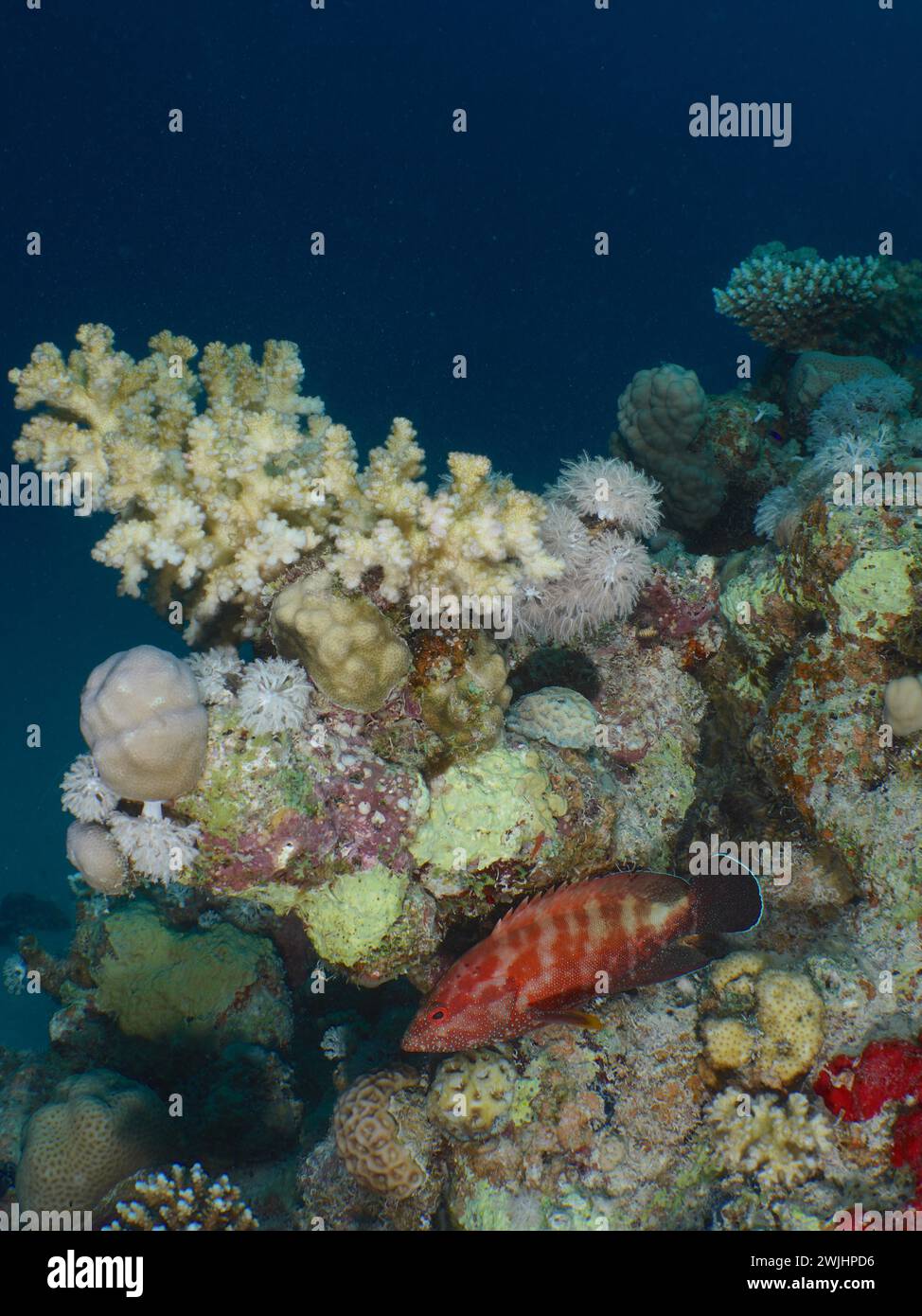 Jewelled grouper (Cephalopholis oligosticta), broccoli tree (Litophyton ...