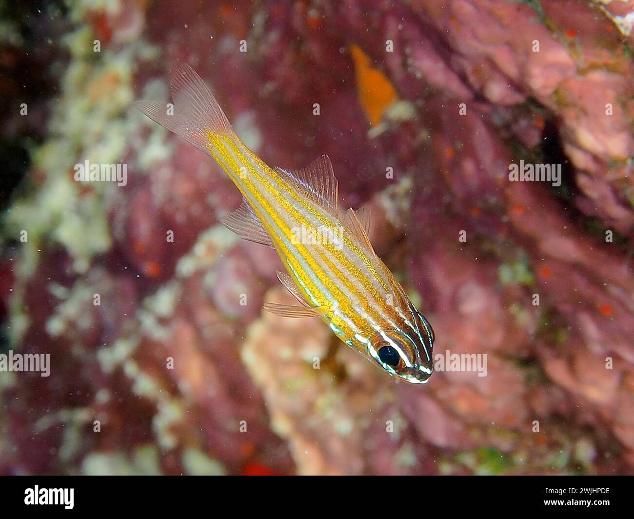 Golden-striped cardinalfish (Apogon cyanosoma), House Reef dive site ...
