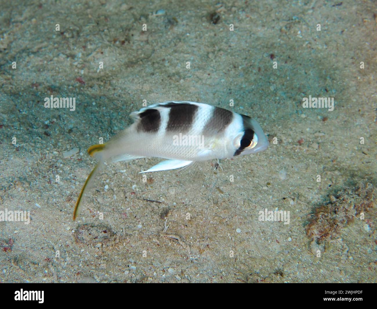Juvenile humpnose big-eye bream (Monotaxis grandoculis) Dive site House ...