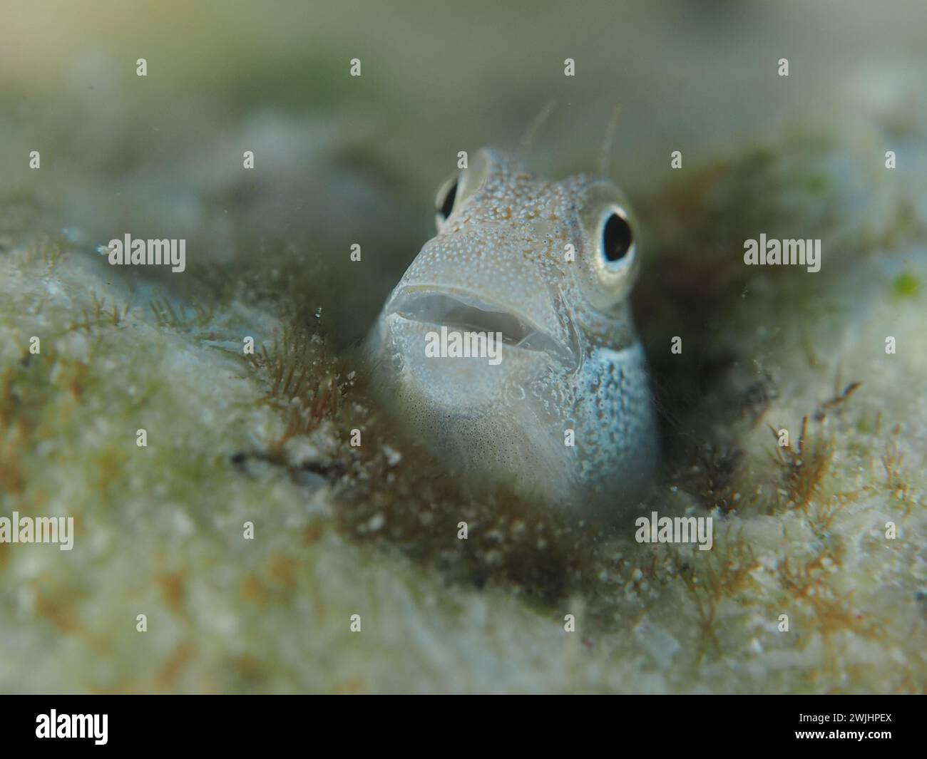 A tiny blue-bellied combfish (Alloblennius pictus), bonefish, looks out ...