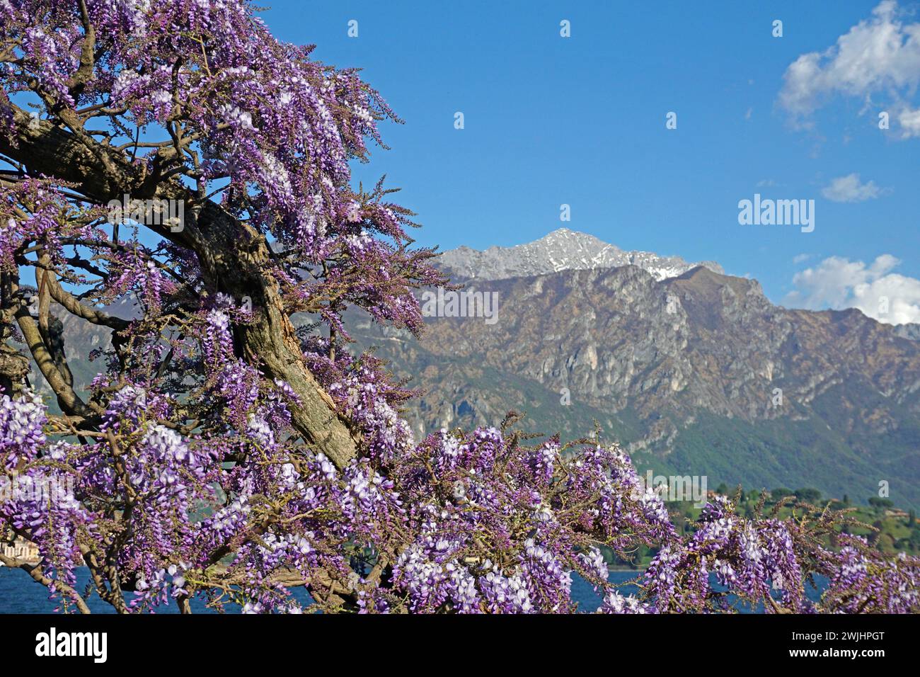 Blooming blue rain, Wisteria, Grigne mountain range in the distance ...