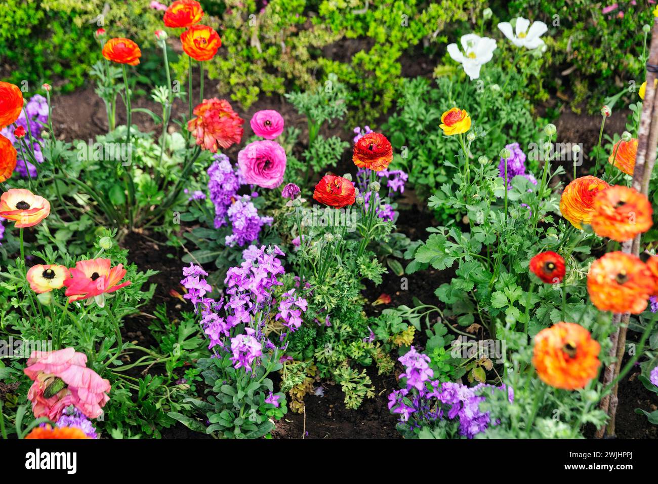 Splendour of flower-bed in spring, flowerbed in gardens, Generalife ...