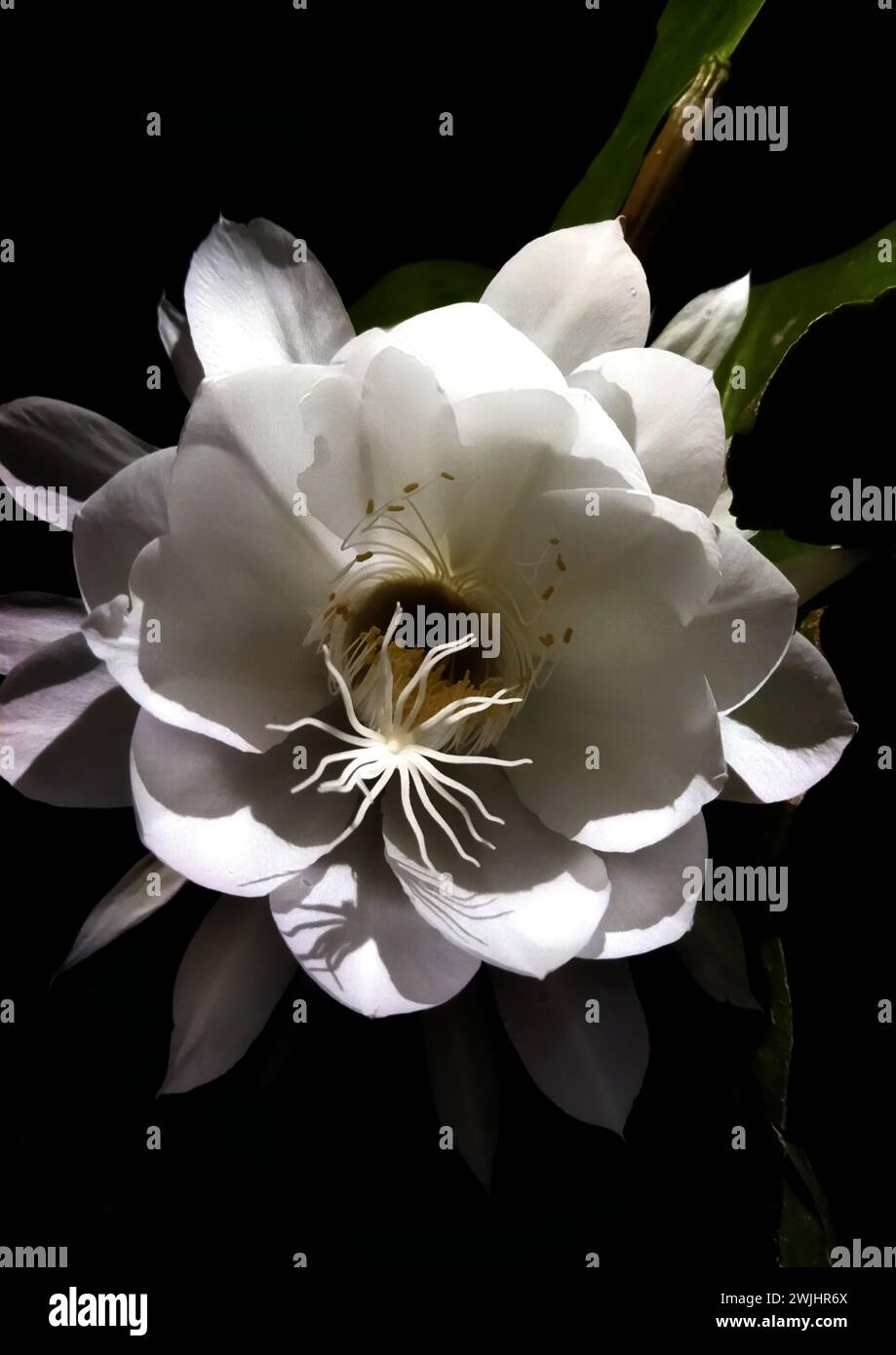 Fandoms hi-res stock photography and images - Alamy