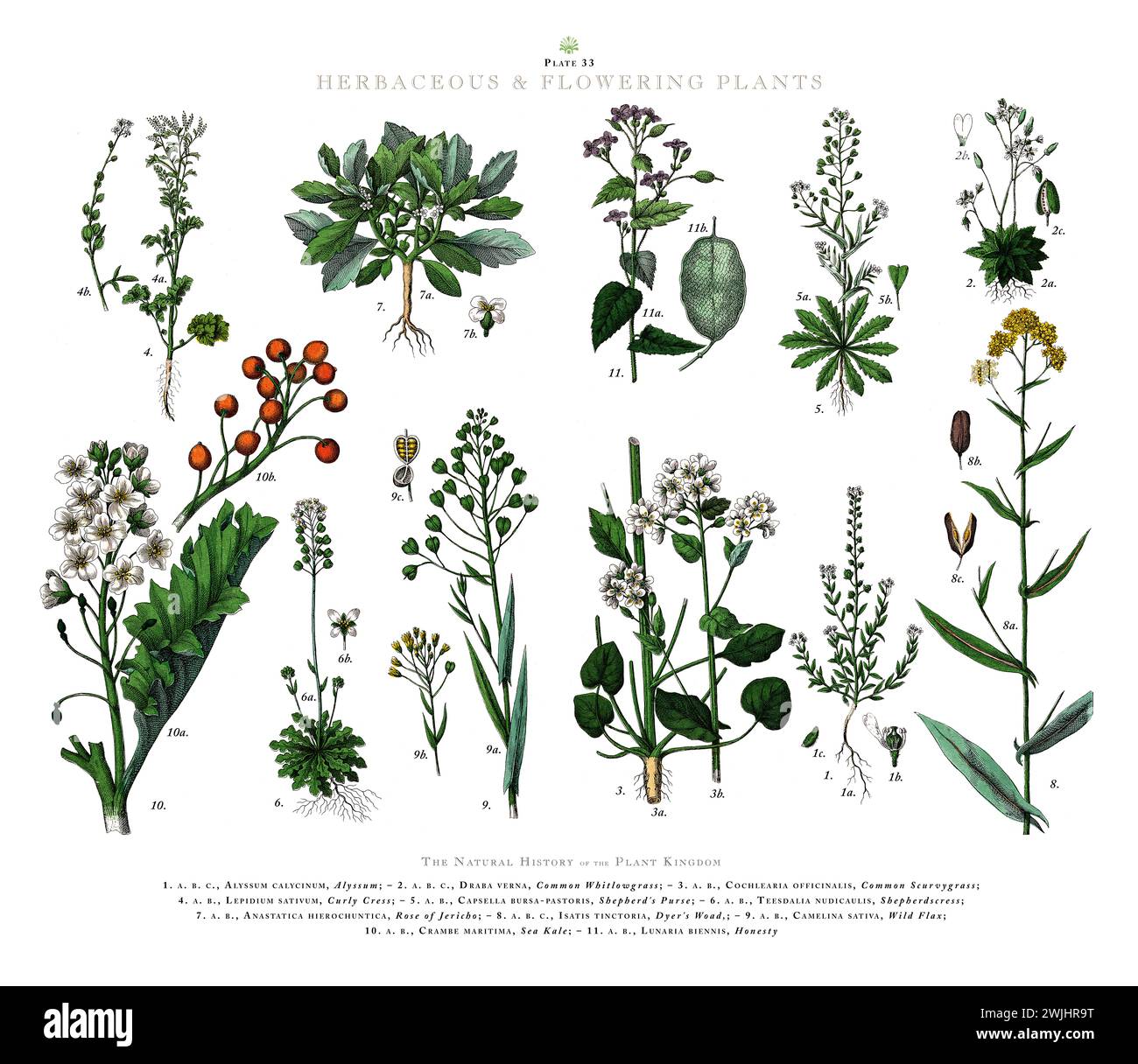 Very Rare, Beautifully Illustrated Antique Engraved Victorian Botanical ...