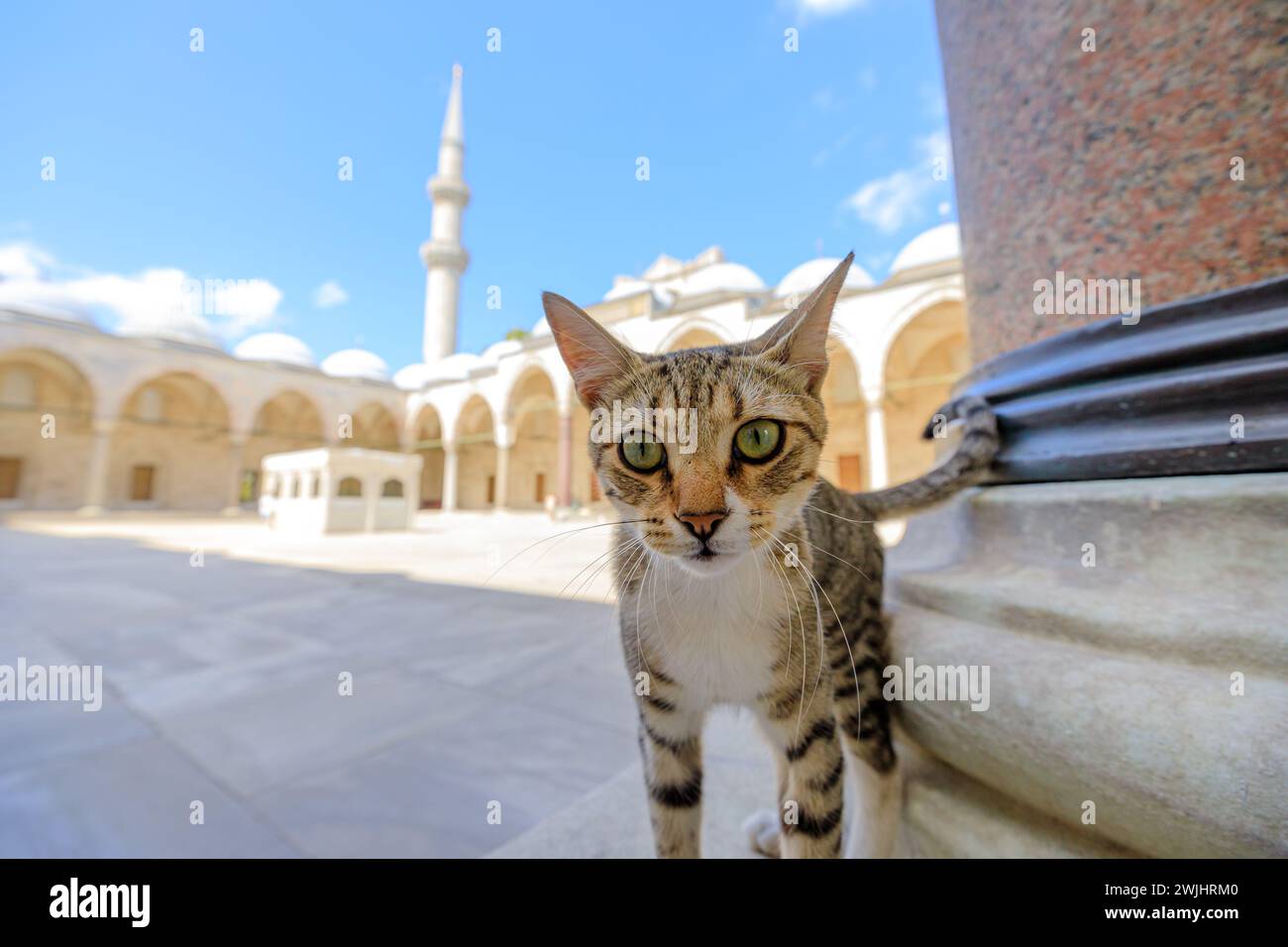 In the serene surroundings of the Suleymaniye Mosque's courtyard in ...