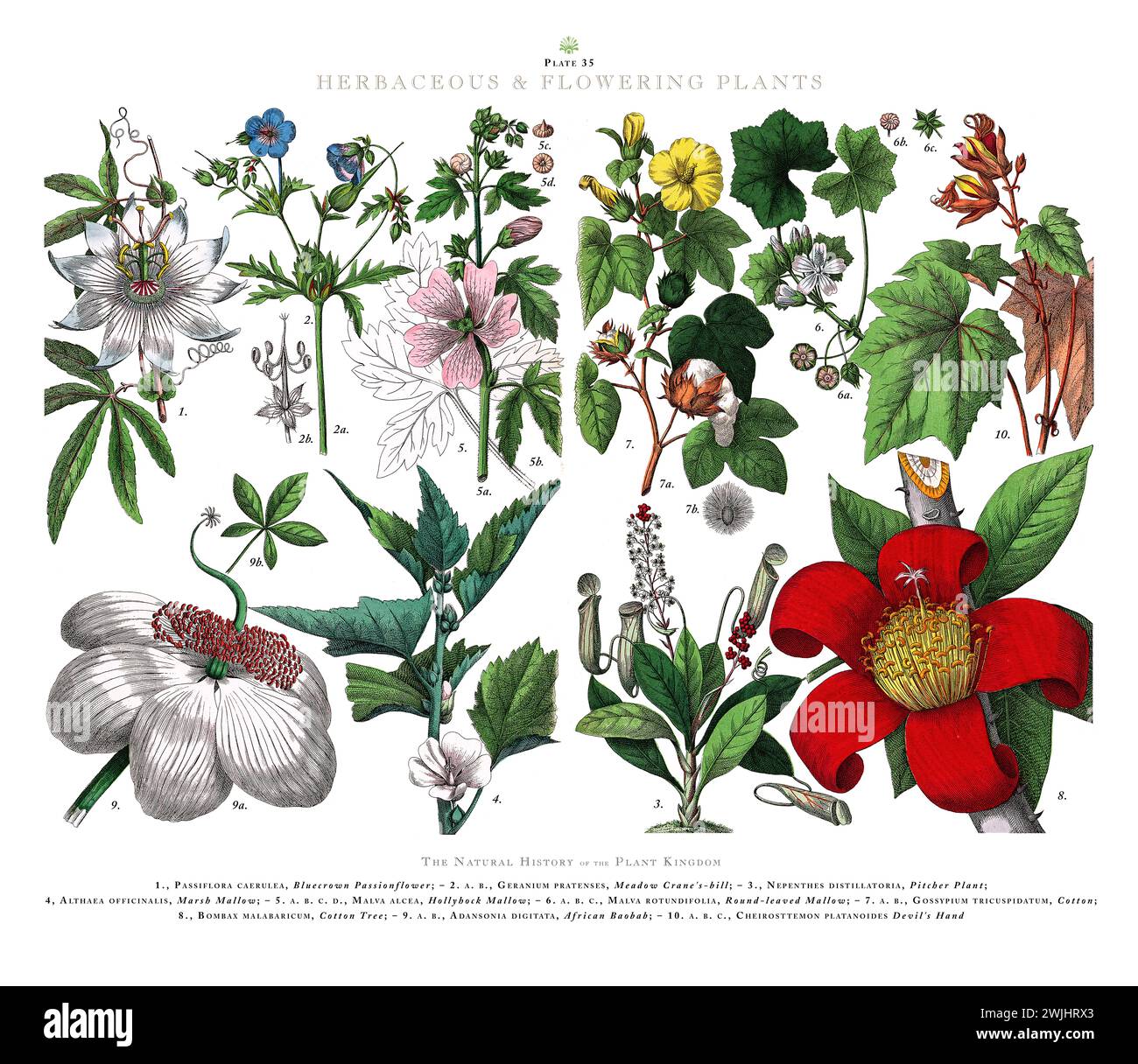 Very Rare, Beautifully Illustrated Antique Engraved Victorian Botanical ...