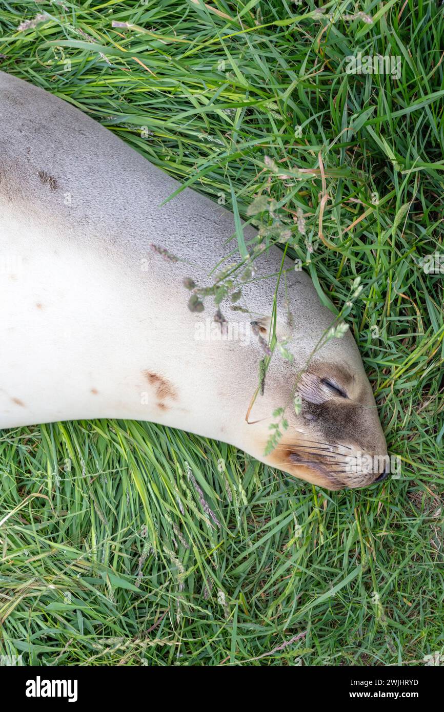 Pinniped hi-res stock photography and images - Alamy