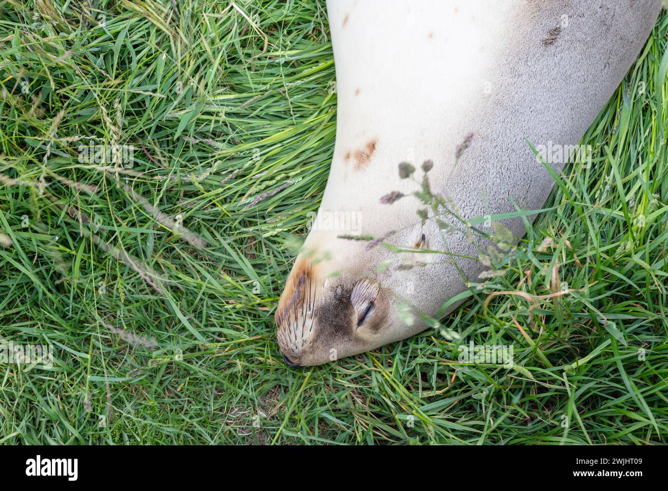 Pinniped hi-res stock photography and images - Alamy