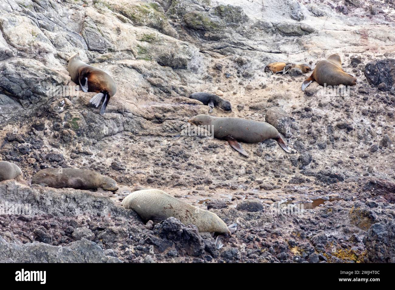 Pinniped pinnipedia pinnipeds hi-res stock photography and images - Alamy