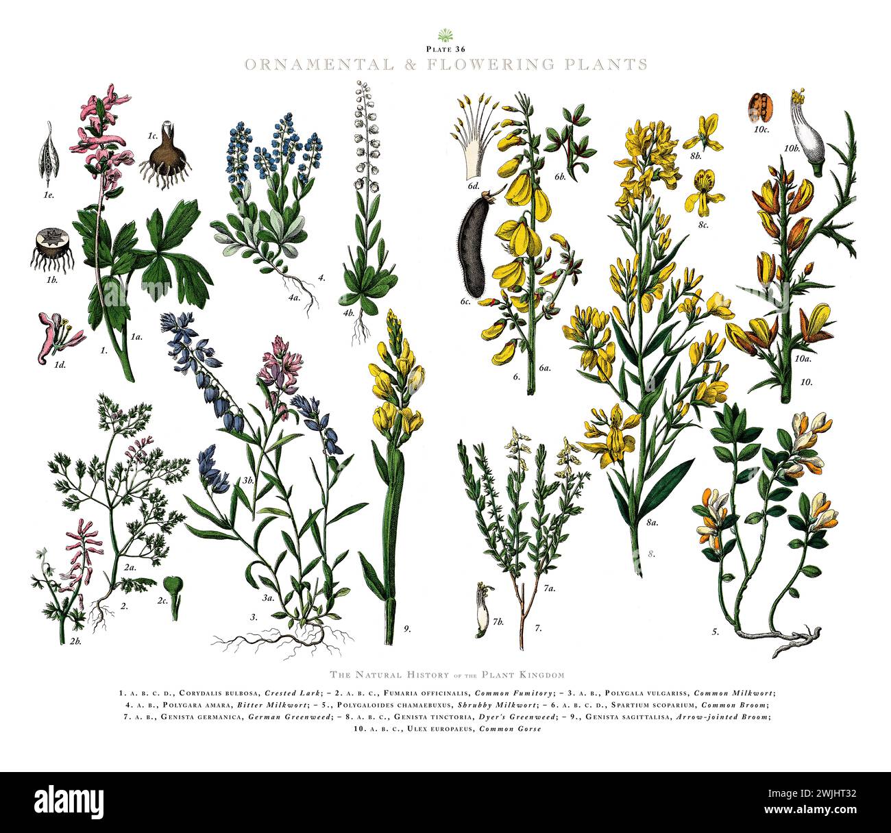 Very Rare, Beautifully Illustrated Antique Engraved Victorian Botanical ...