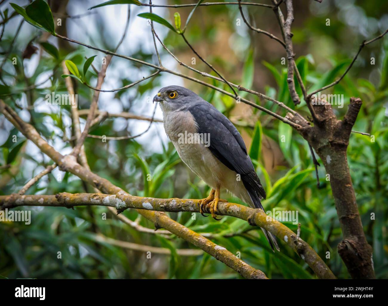 Bird of prey (Francis Hawk) in the rainforests of Mantadia National ...