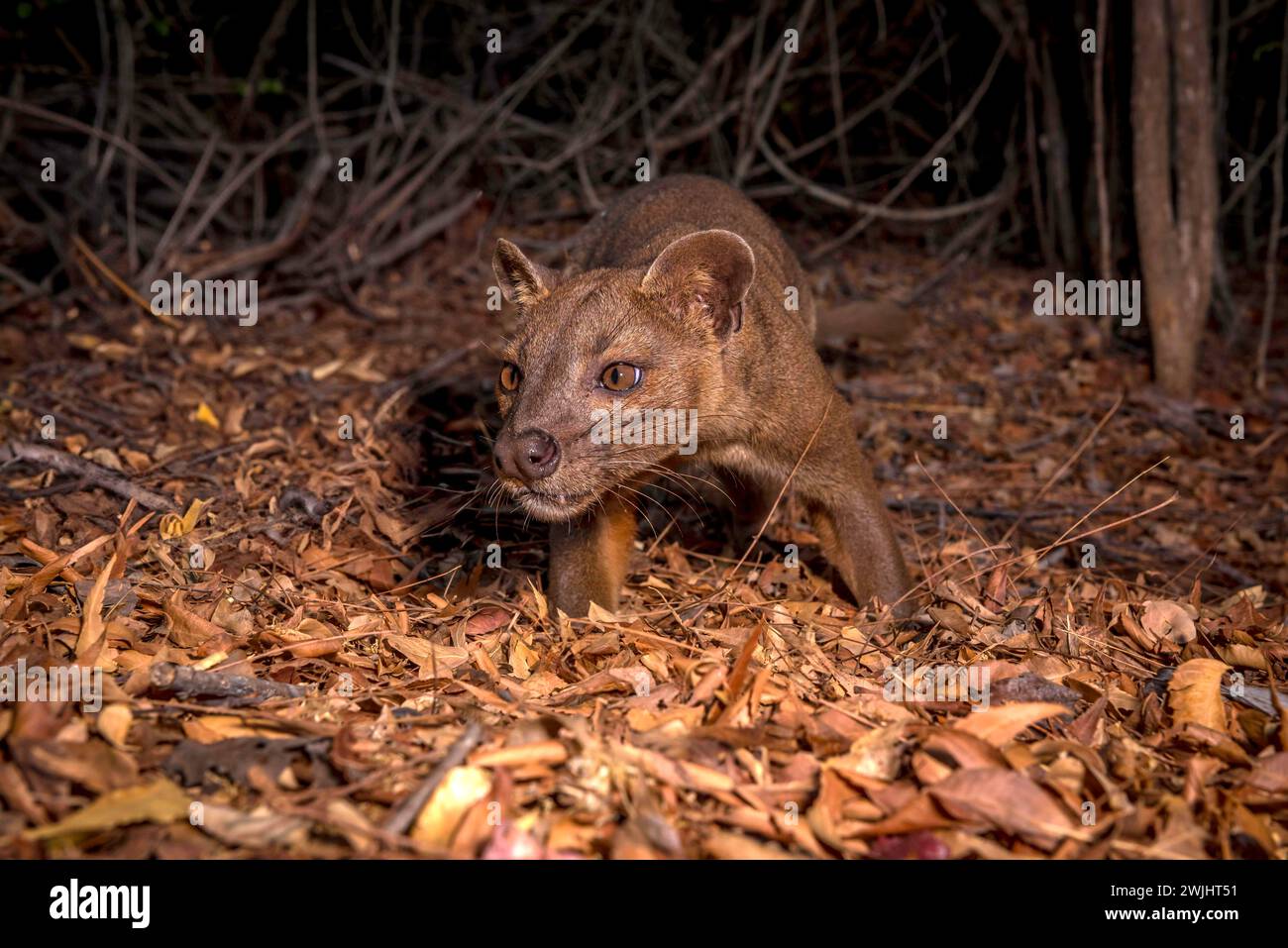 Fossa creeping cat (Cryptoprocta ferrox) in the dry forests of the ...