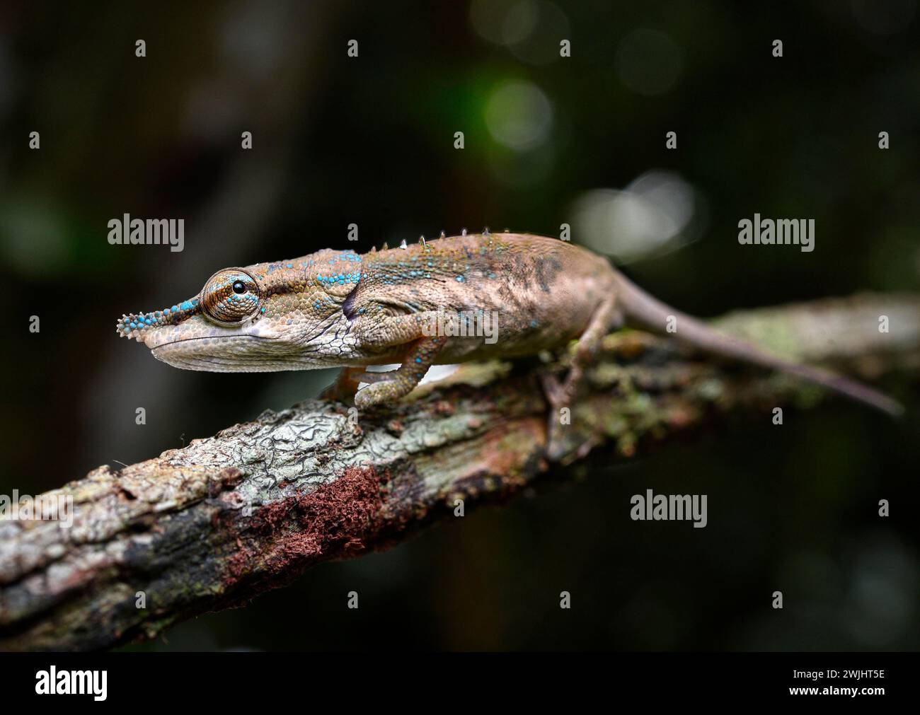Male chameleon (Calumma uetzi) in the rainforests of Marojejy National ...