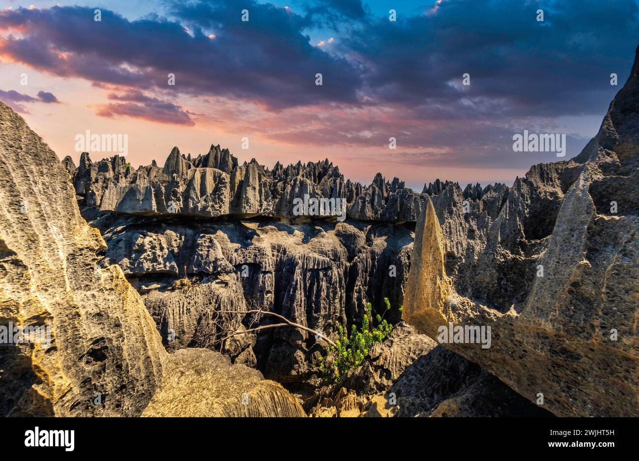 Needle stone rocks of the Tsingy de Bemaraha, Unesco World Heritage ...