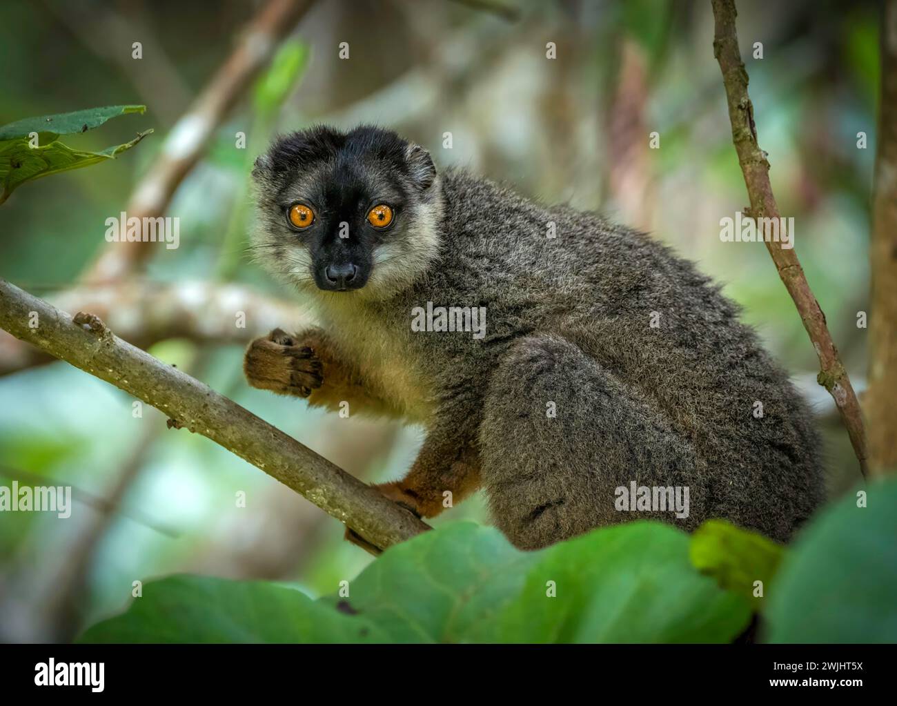 Black-headed lemur (Eulemur fulvus) in the rainforests of Andasibe ...