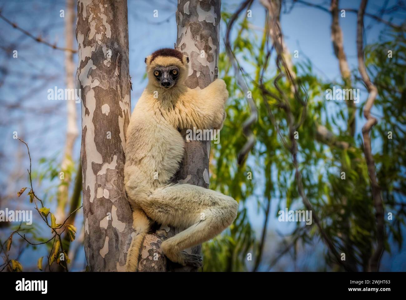 Lemur, larval sifaka (Propithecus verauxi) in the dry forests of ...