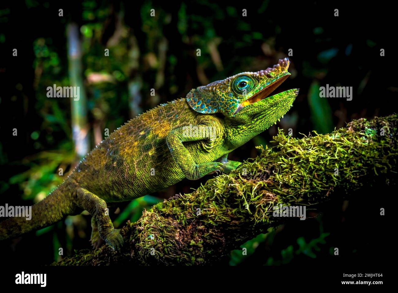 Male chameleon of an as yet undescribed species (Calumm cf. malthe) in ...