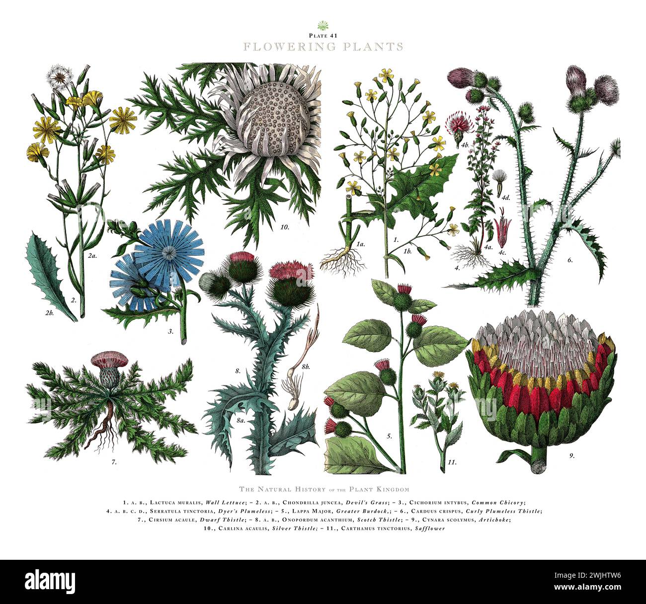 Very Rare, Beautifully Illustrated Antique Engraved Victorian Botanical ...