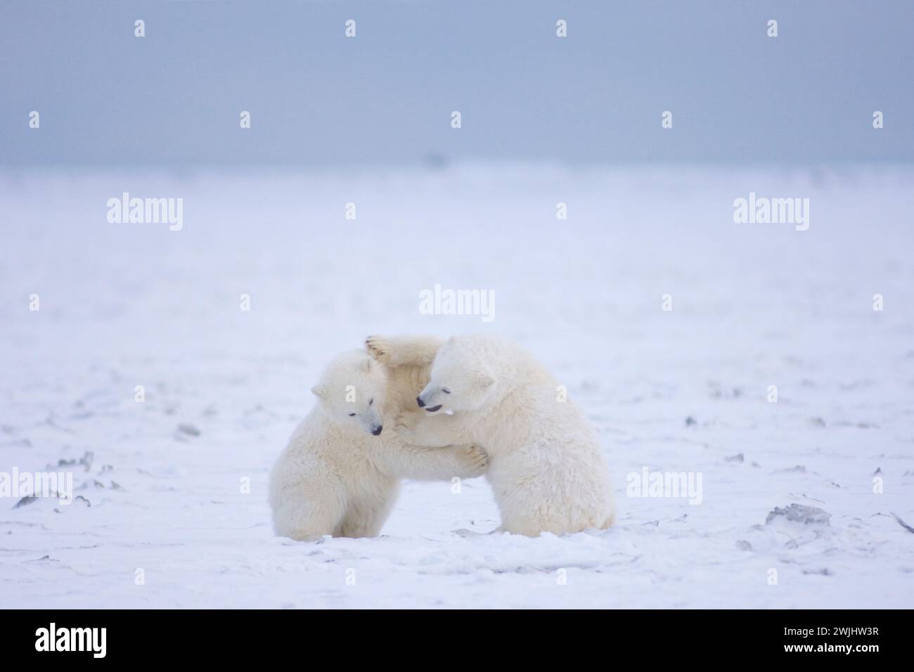 polar bears Ursus maritimus spring cubs playing along a barrier island ...