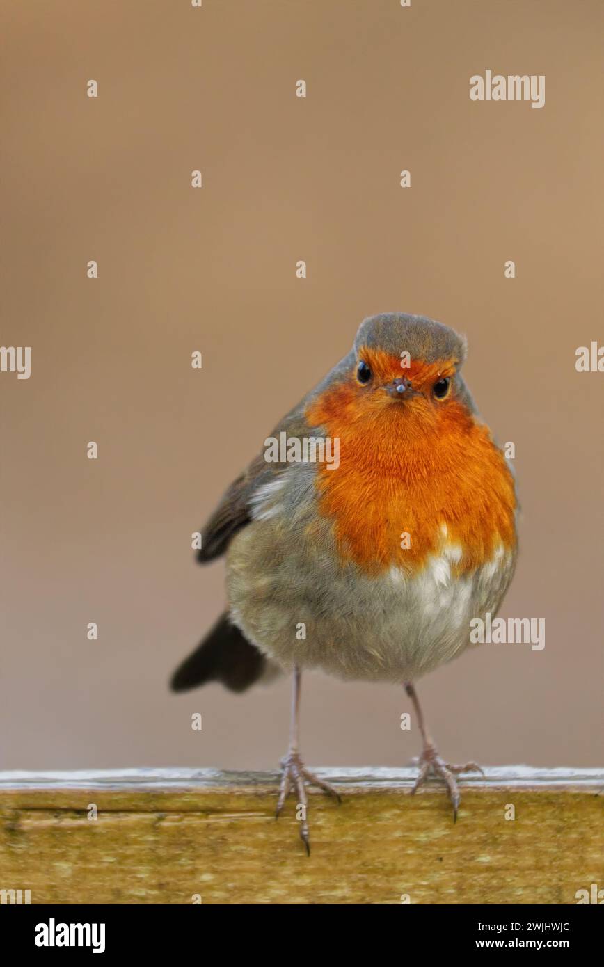 Curious robin Looking down the lens Stock Photo - Alamy