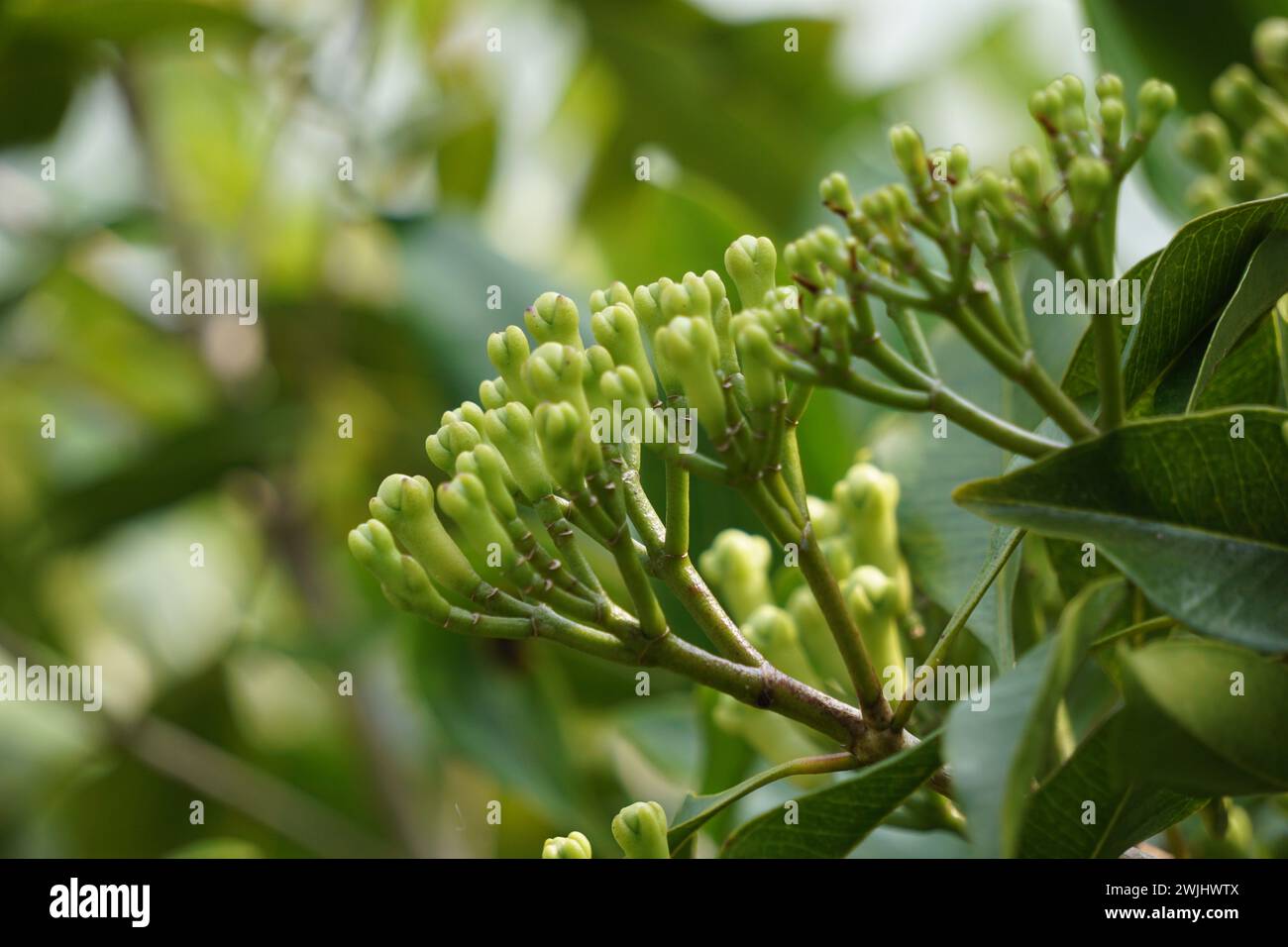 Clove flower on the tree. Also called cengkih, cengkeh, Syzygium aromaticum and Eugenia ...