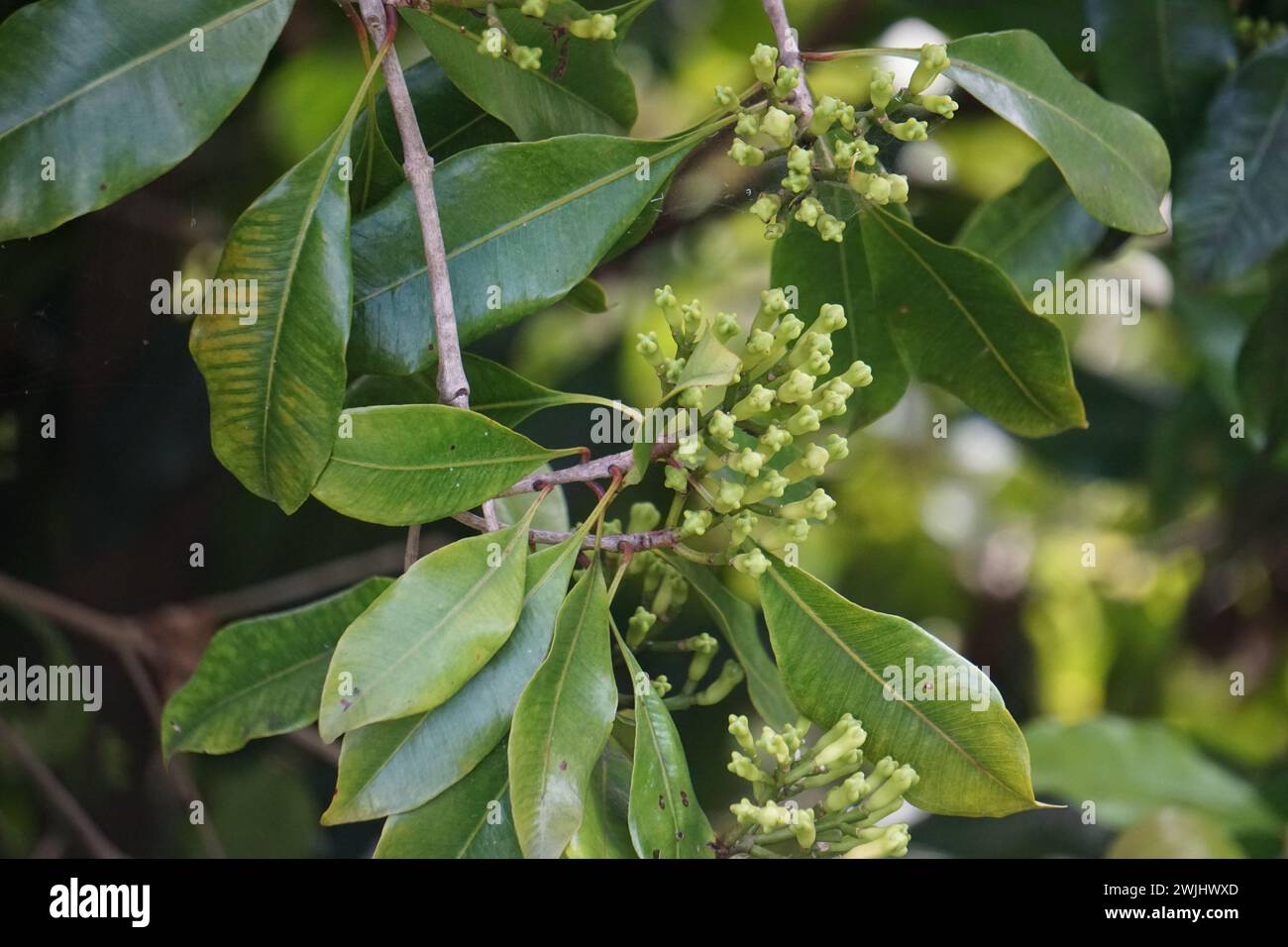 Clove flower on the tree. Also called cengkih, cengkeh, Syzygium ...