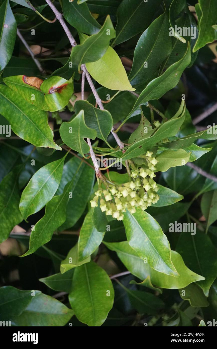 Clove flower on the tree. Also called cengkih, cengkeh, Syzygium ...