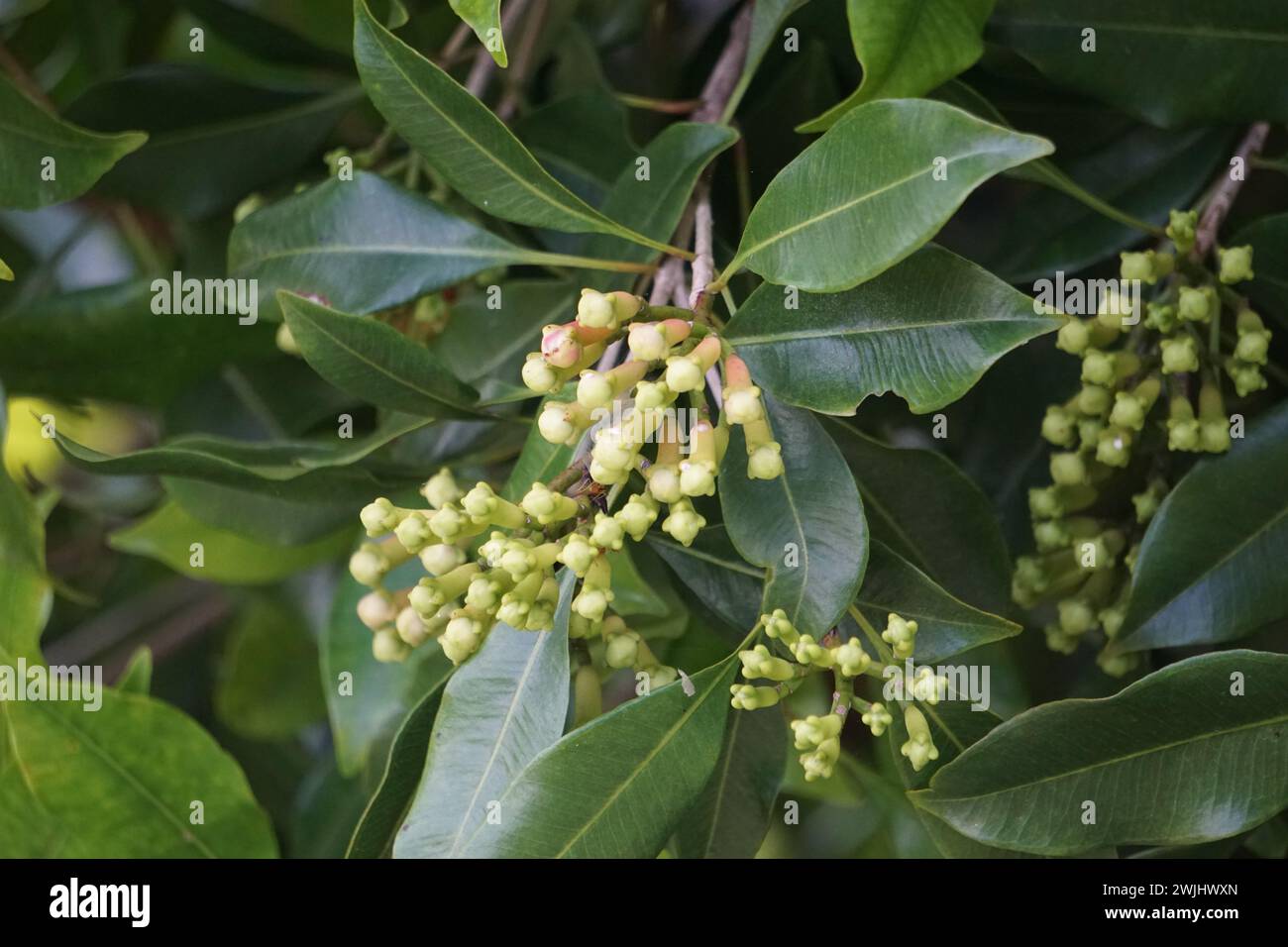 Clove flower on the tree. Also called cengkih, cengkeh, Syzygium ...
