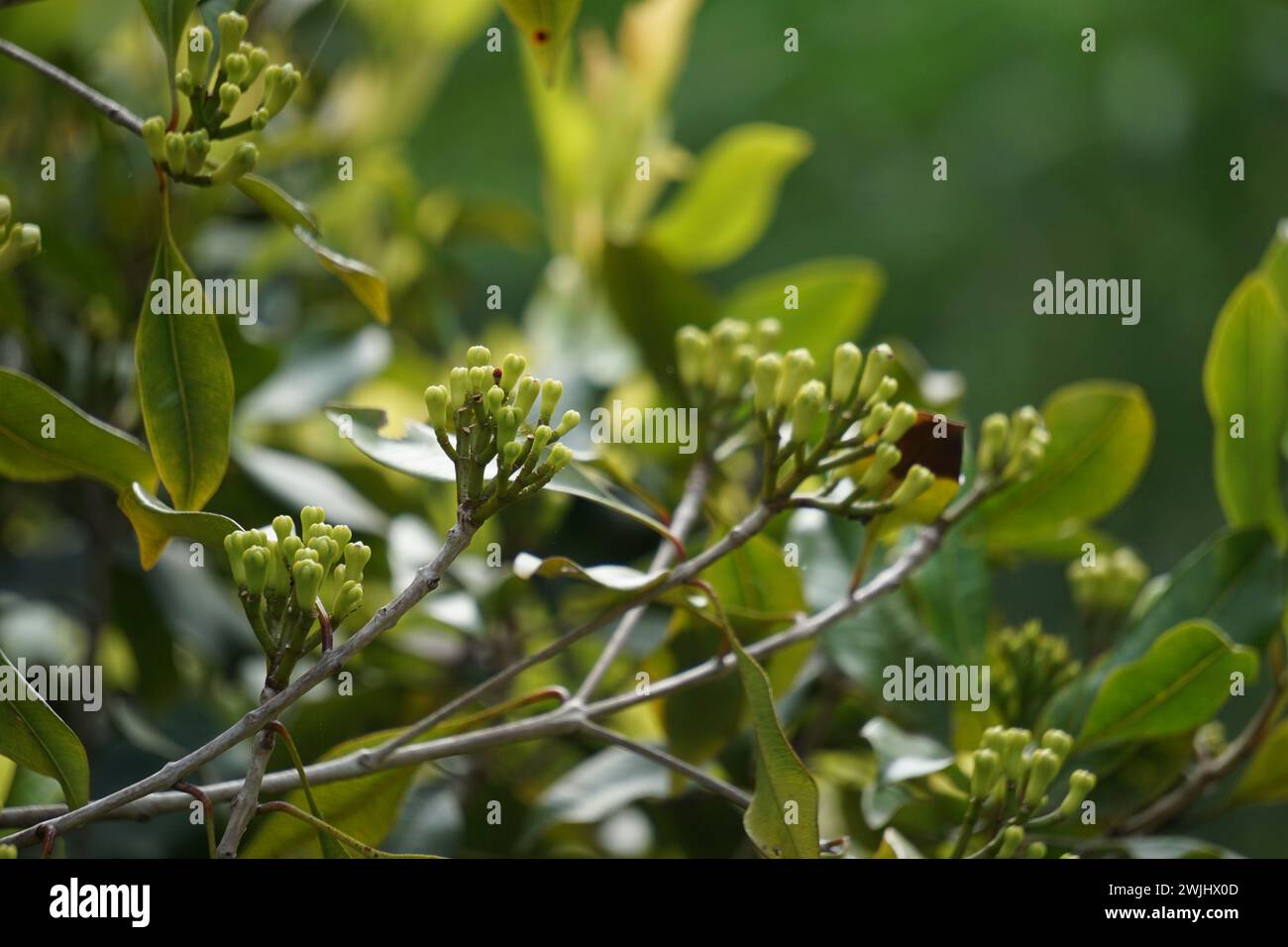 Clove flower on the tree. Also called cengkih, cengkeh, Syzygium ...