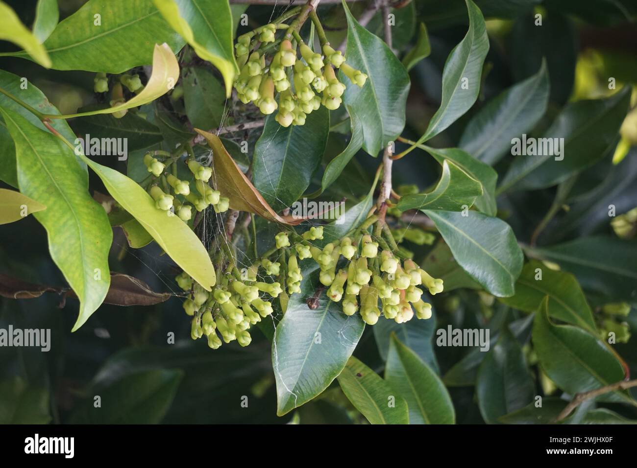 Clove flower on the tree. Also called cengkih, cengkeh, Syzygium ...