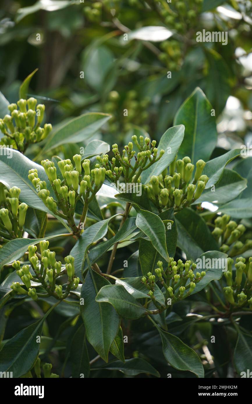 Ariophylata hi-res stock photography and images - Alamy