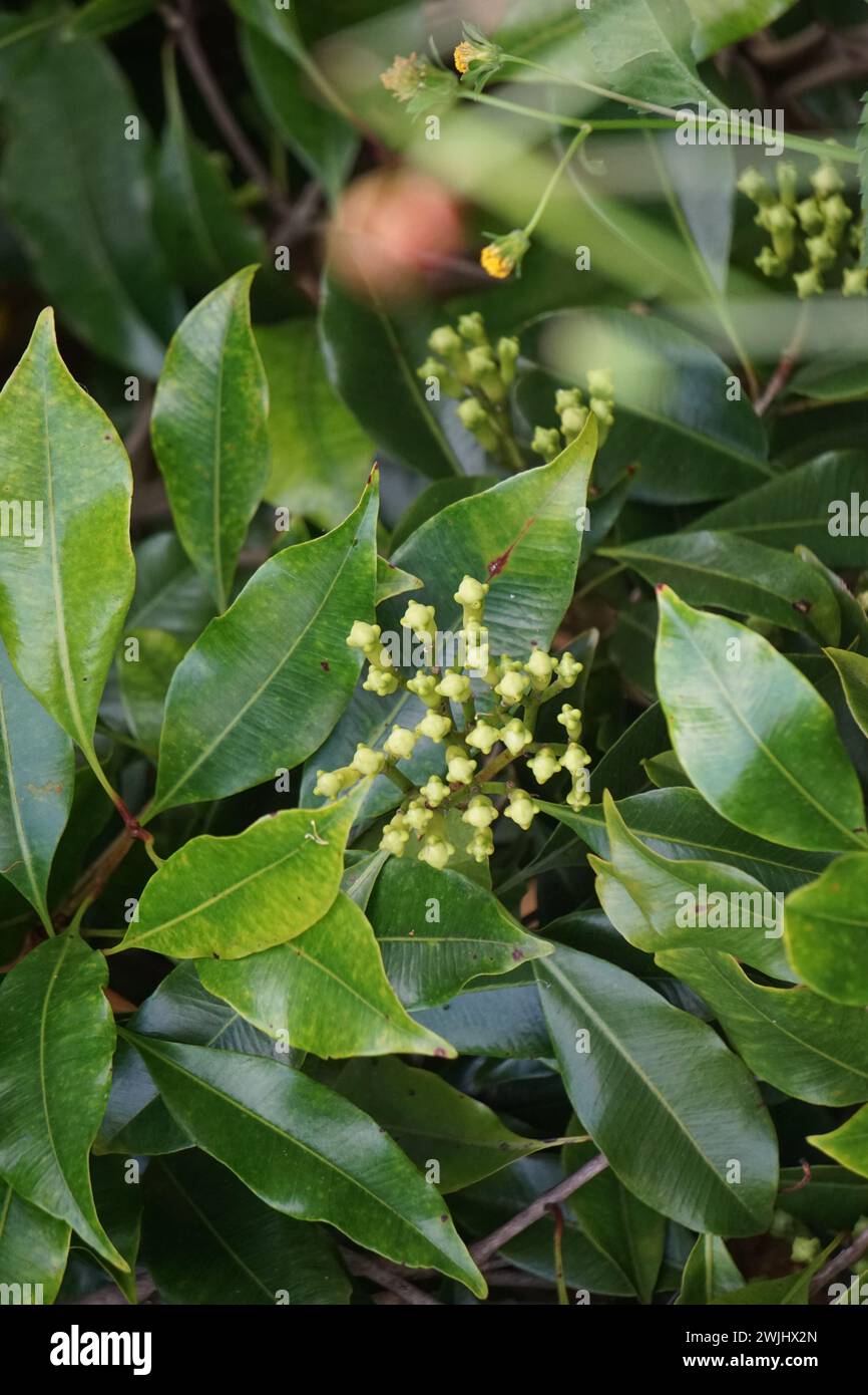 Ariophylata hi-res stock photography and images - Alamy