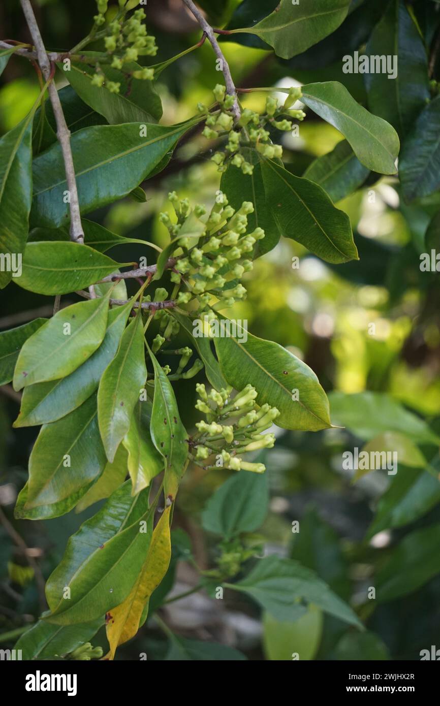 Clove flower on the tree. Also called cengkih, cengkeh, Syzygium ...