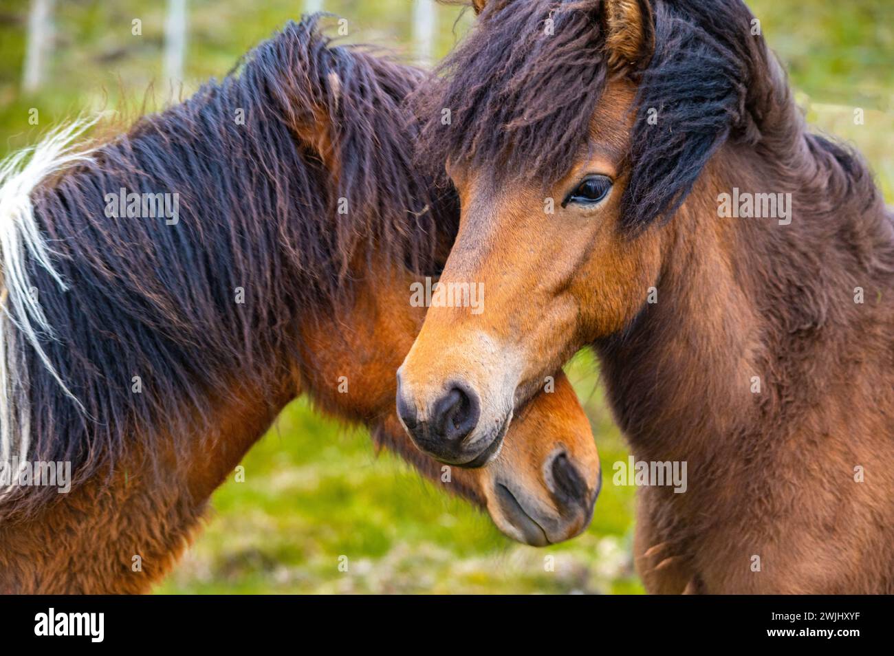 Equinegrace hi-res stock photography and images - Alamy