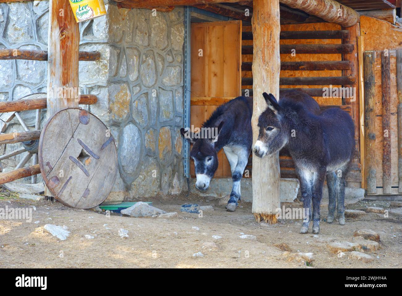 Donkey and baby donkey in front of a wooden barn door outdoor in a ...