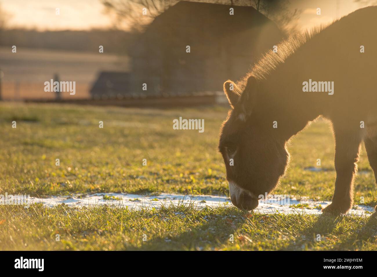 Miniature donkey hi-res stock photography and images - Alamy