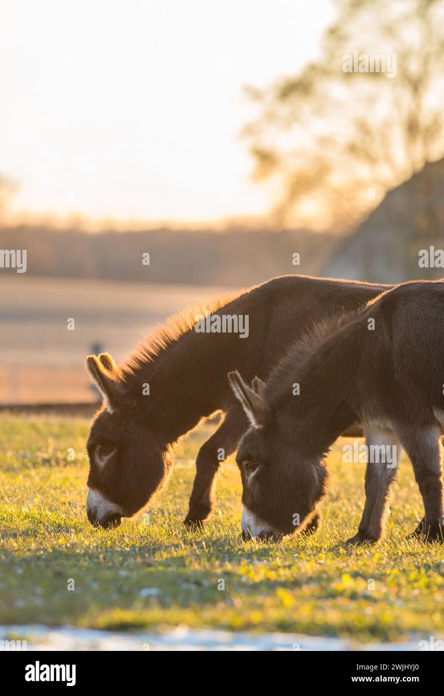 two miniature donkeys standing in field of grass paddock or pasture ...