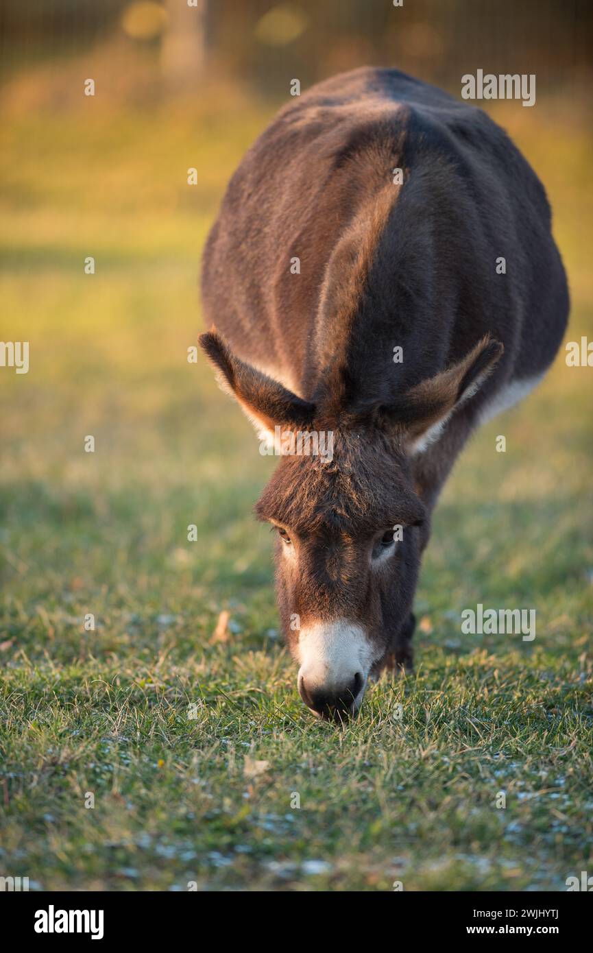 Fat belly animal hi-res stock photography and images - Alamy