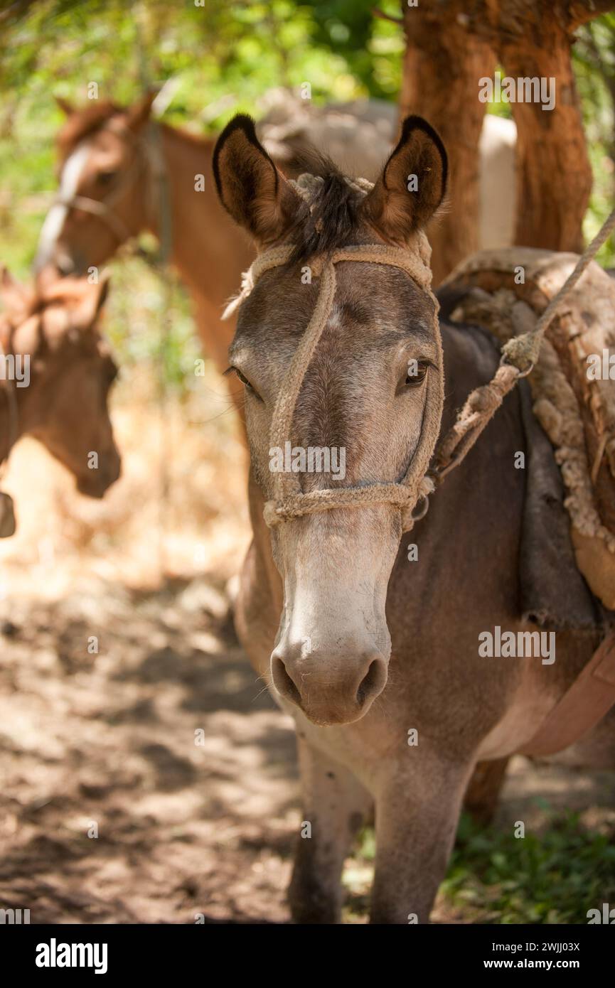young pack mule with rope halter and pad on back mule portrait mule ...