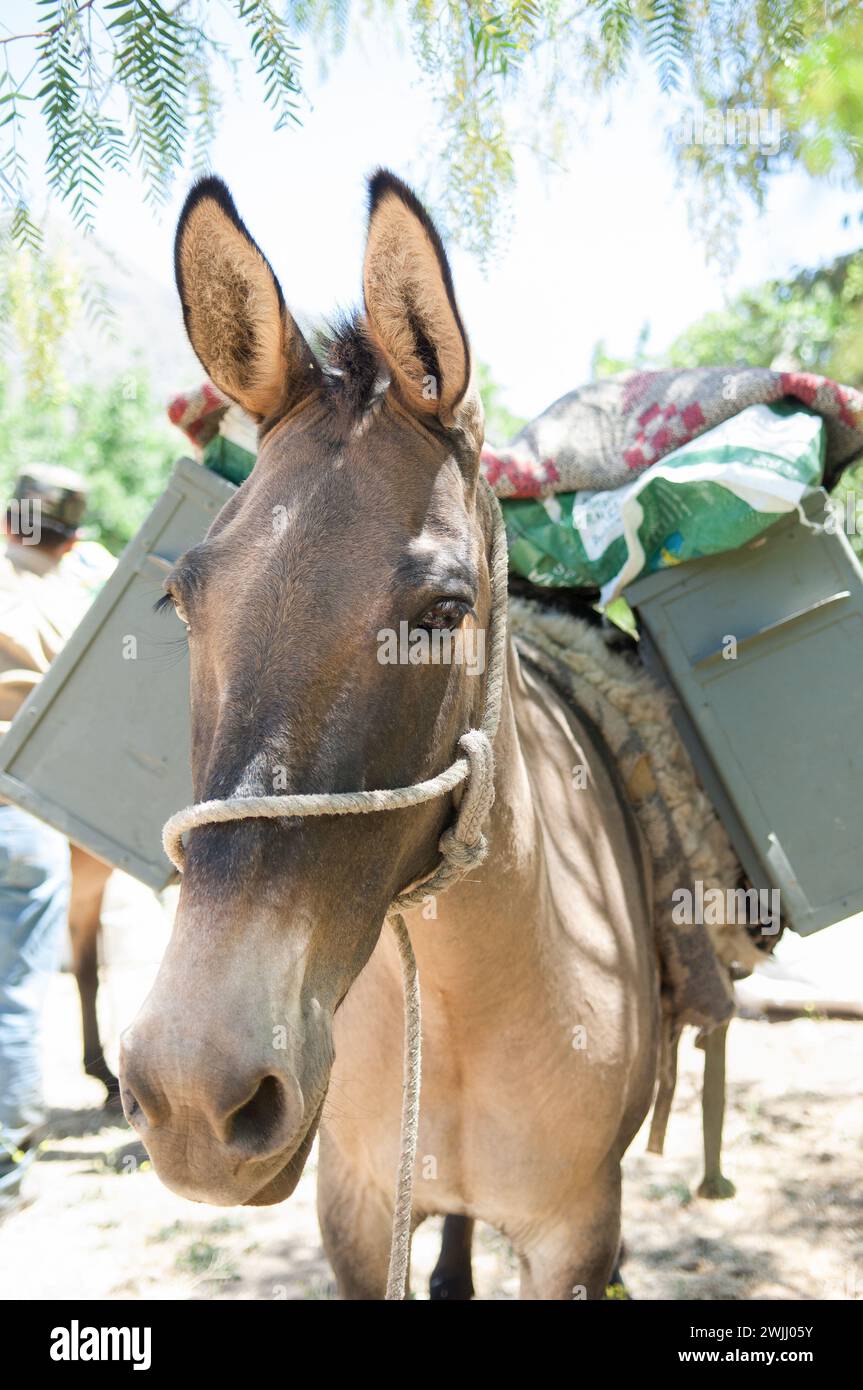 Pack mule hi-res stock photography and images - Alamy