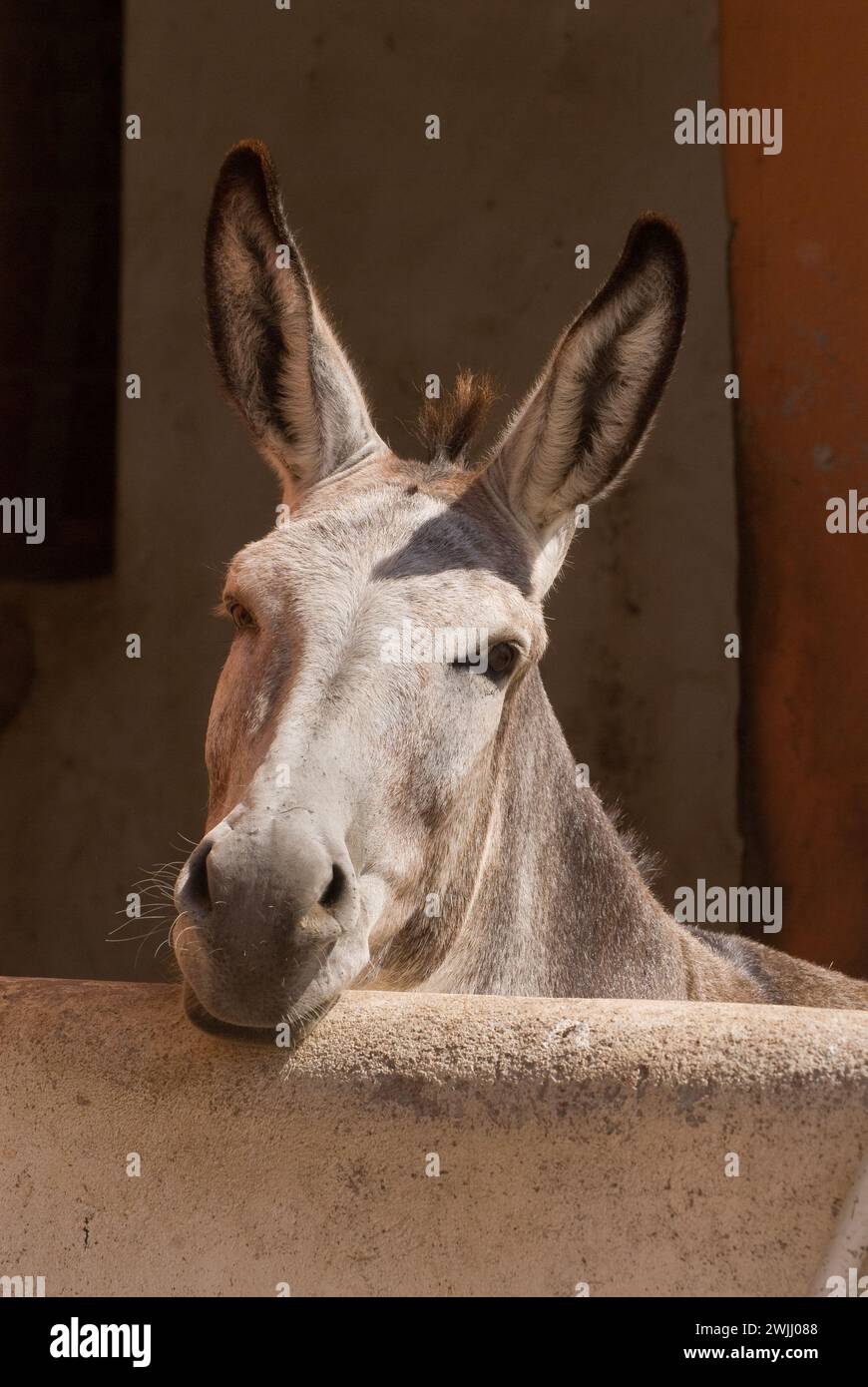 cute long eared donkey or mule portrait looking out of concrete stall ...