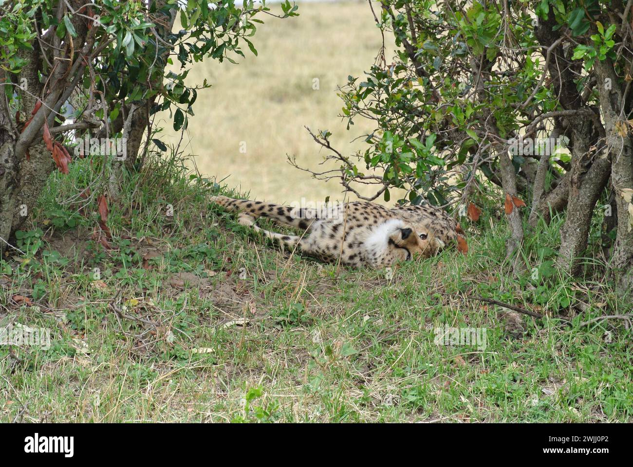 Cheetah lying in the green grass under a bush Stock Photo - Alamy