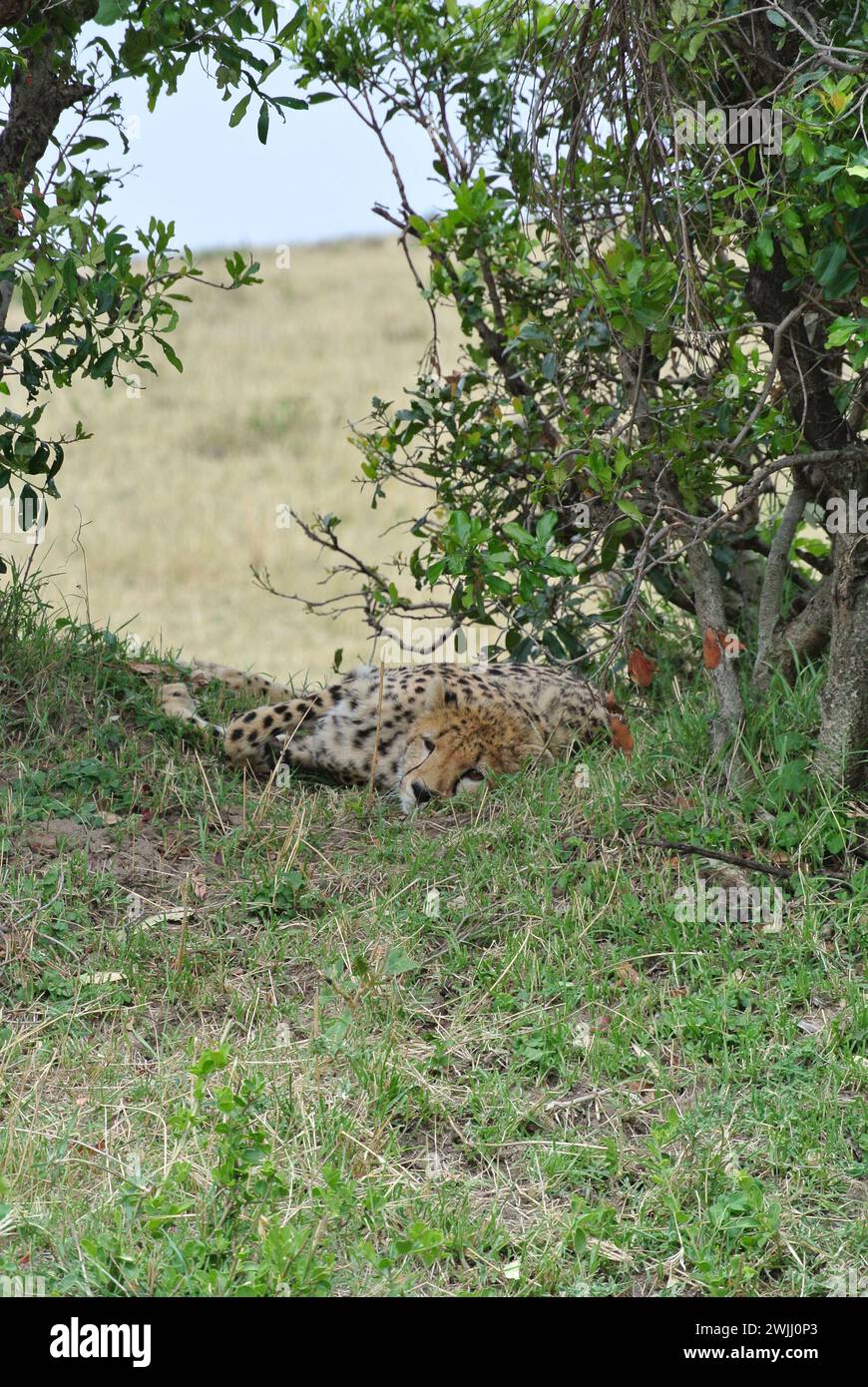 Cheetah lying in the green grass under a bush Stock Photo - Alamy