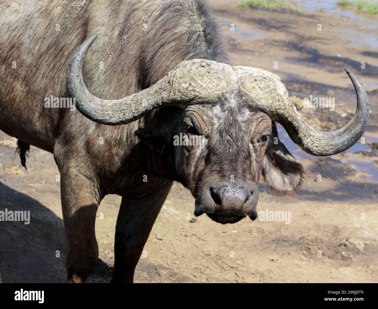 Buffalo migration hi-res stock photography and images - Alamy