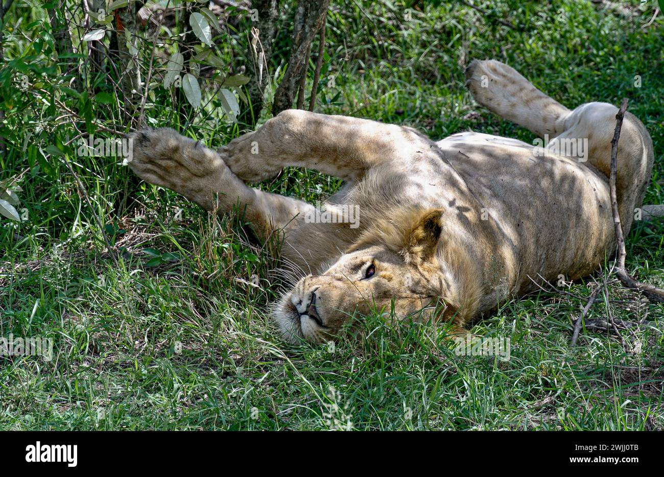 Lion lying down in green grassy field on it's back while looking at the ...